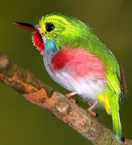 The Cuban Tody - mycubanstore