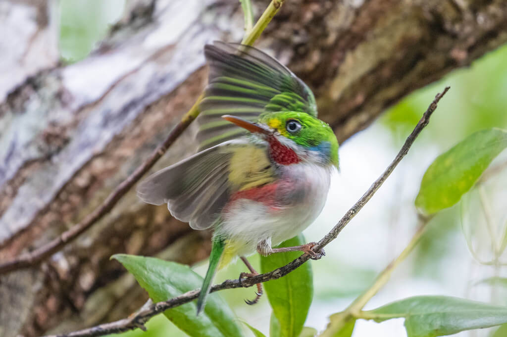 The Cuban Tody - MyCubanStore